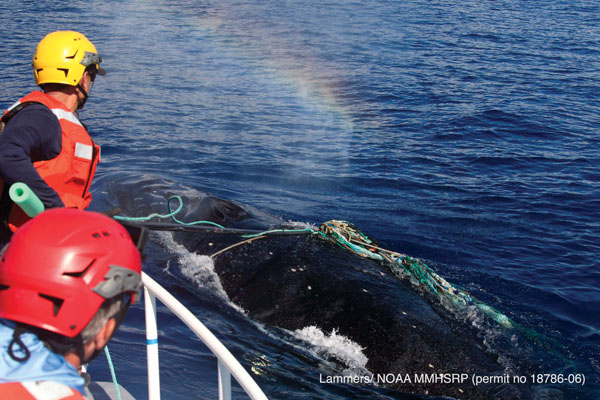 Entangled mother humpback whale freed off Lahaina Harbor | News, Sports ...